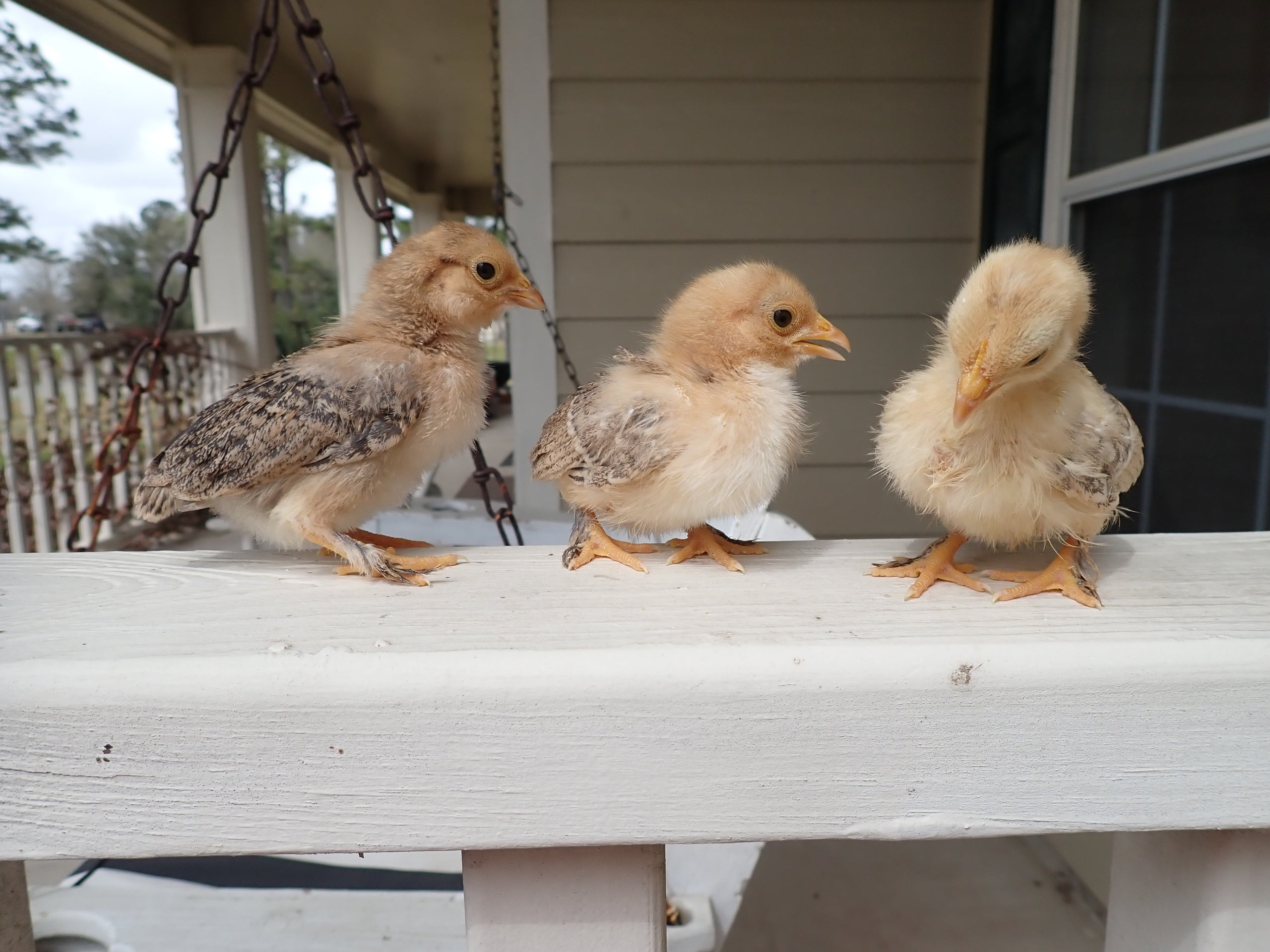 Mille Fleur Bantam